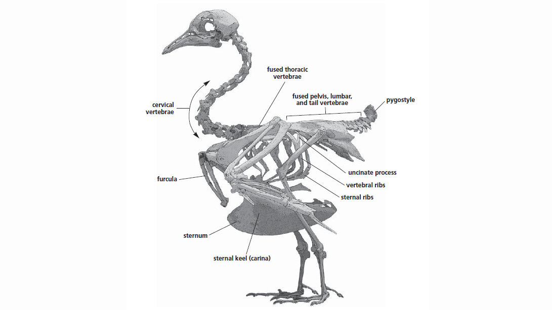 Rigging Asylum: Bird Anatomy - Skeletal