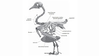 Rigging Asylum: Bird Anatomy - Skeletal