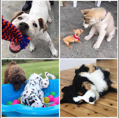 5 Enriching Activities You Should Do With Your Dog Every Day ...