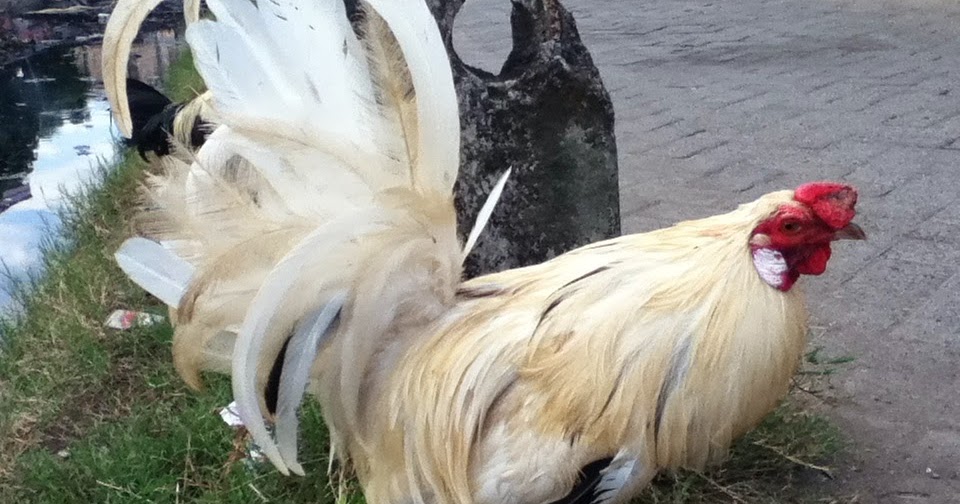 MENGETAHUI JENIS AYAM FILIPINA IMPORT TERMAHAL | Berbagai Macam Ayam