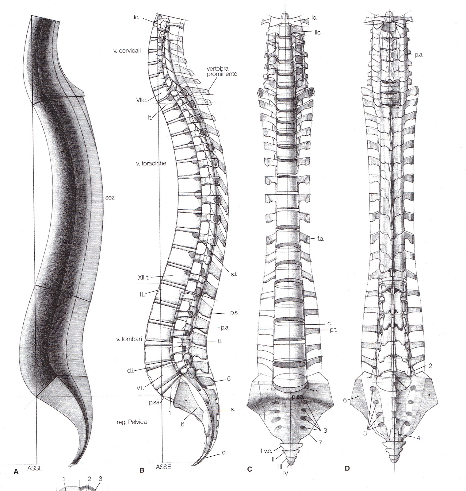Foundation Figure: Day 6 - Spine