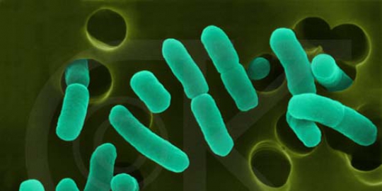 Spesies Bakteri Air Minum | BIOLOGIPEDIA