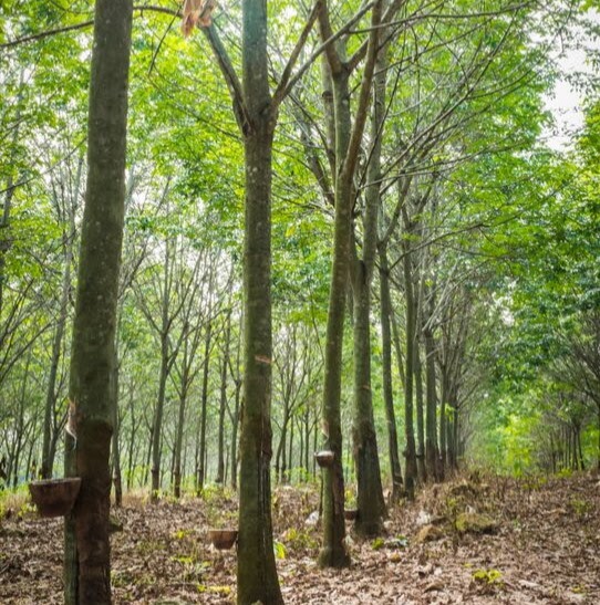 PERABOT NIK LAH: Solid Wood: Produk Kayu Getah