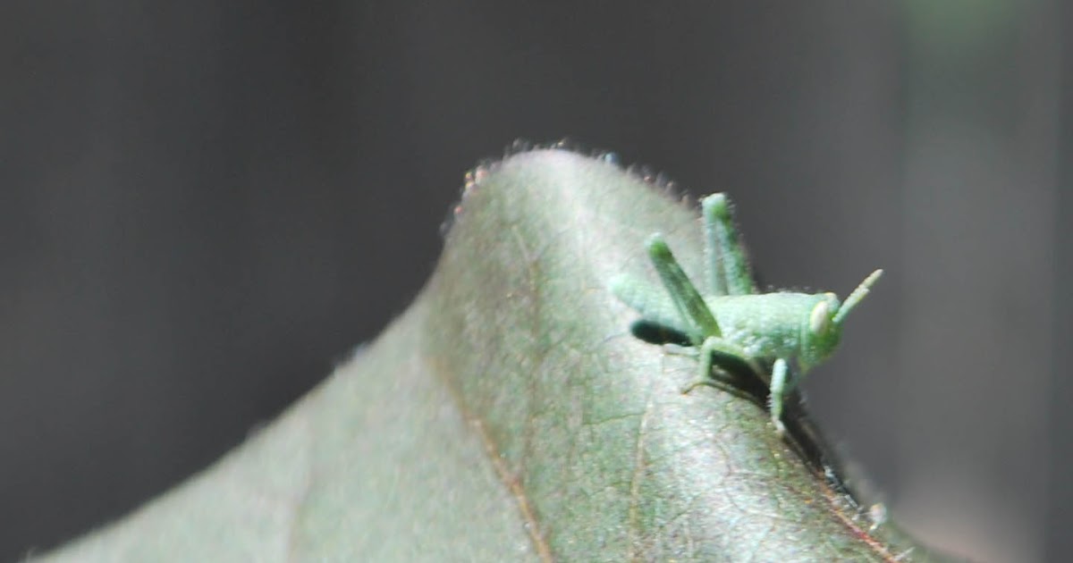 The Scratching Post: The World's Smallest Grasshopper