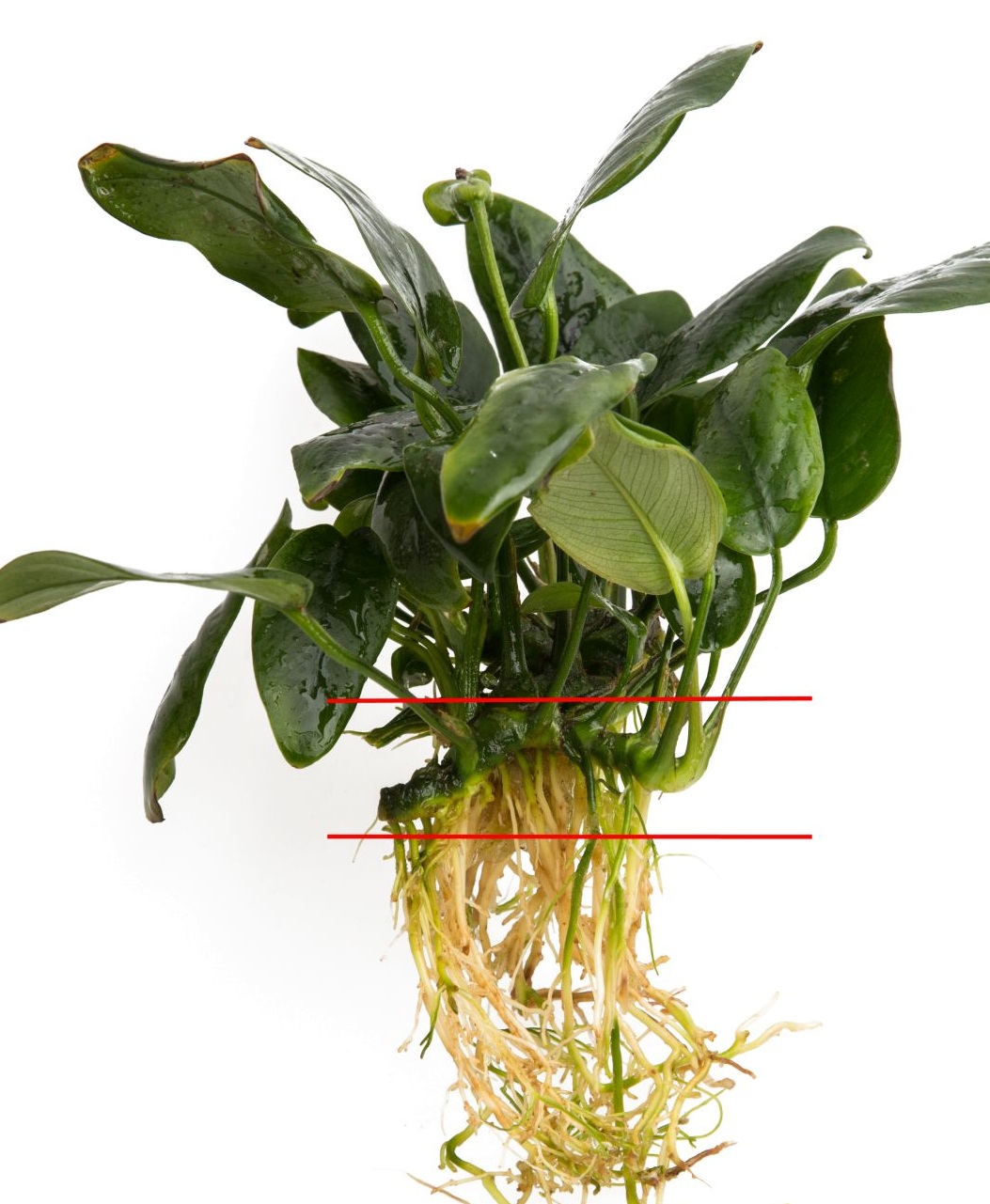 TRIMMING TANAMAN RHIZOME AQUASCAPE