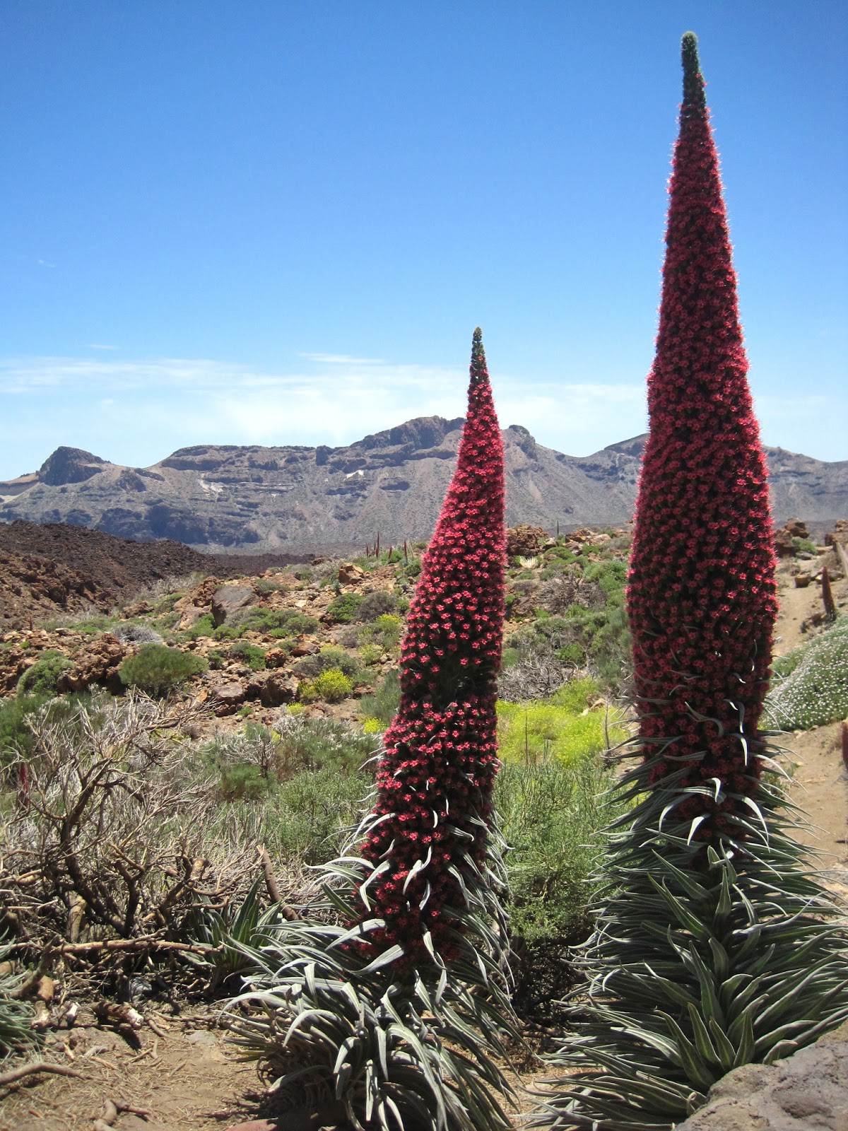 Senderismo para TI : Tajinaste rojo - Echium wilpretii