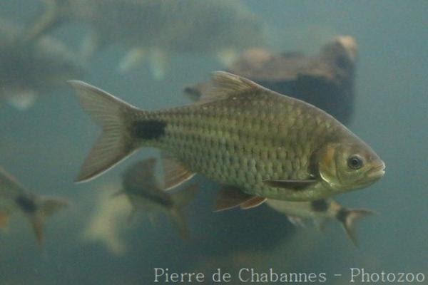 Srilanka : Martenstyn's barb, දුම්බර පෙතියා,Puntius martenstyni