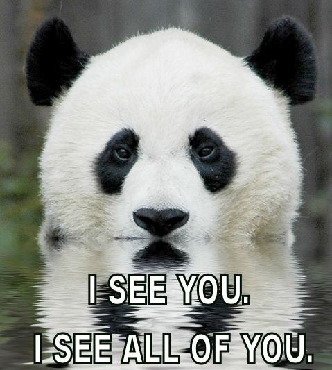 Very Cute and Funny Pandas ~ Extremely weird stuff