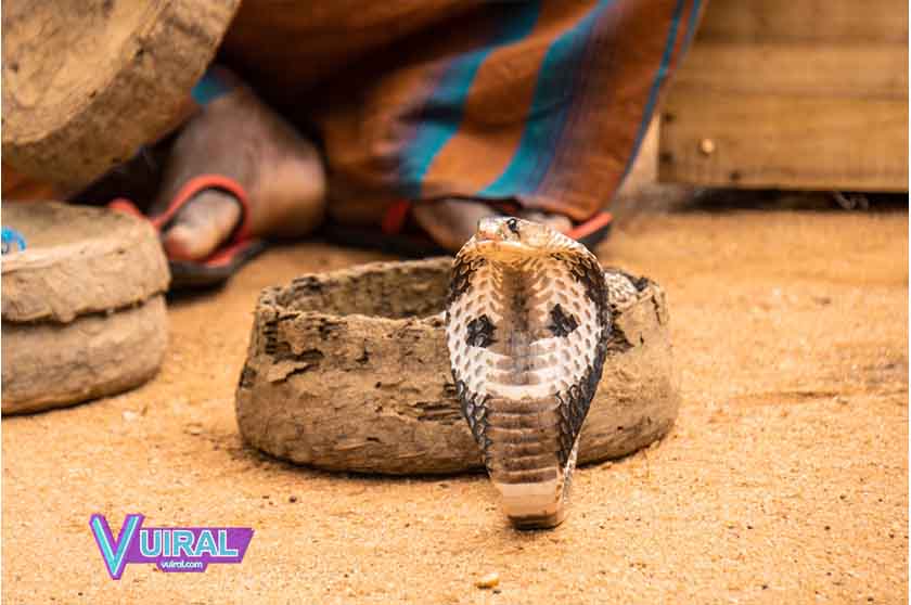 Pengertian, Ciri Ciri Dan Contoh Hewan Karnivora - Vuiral