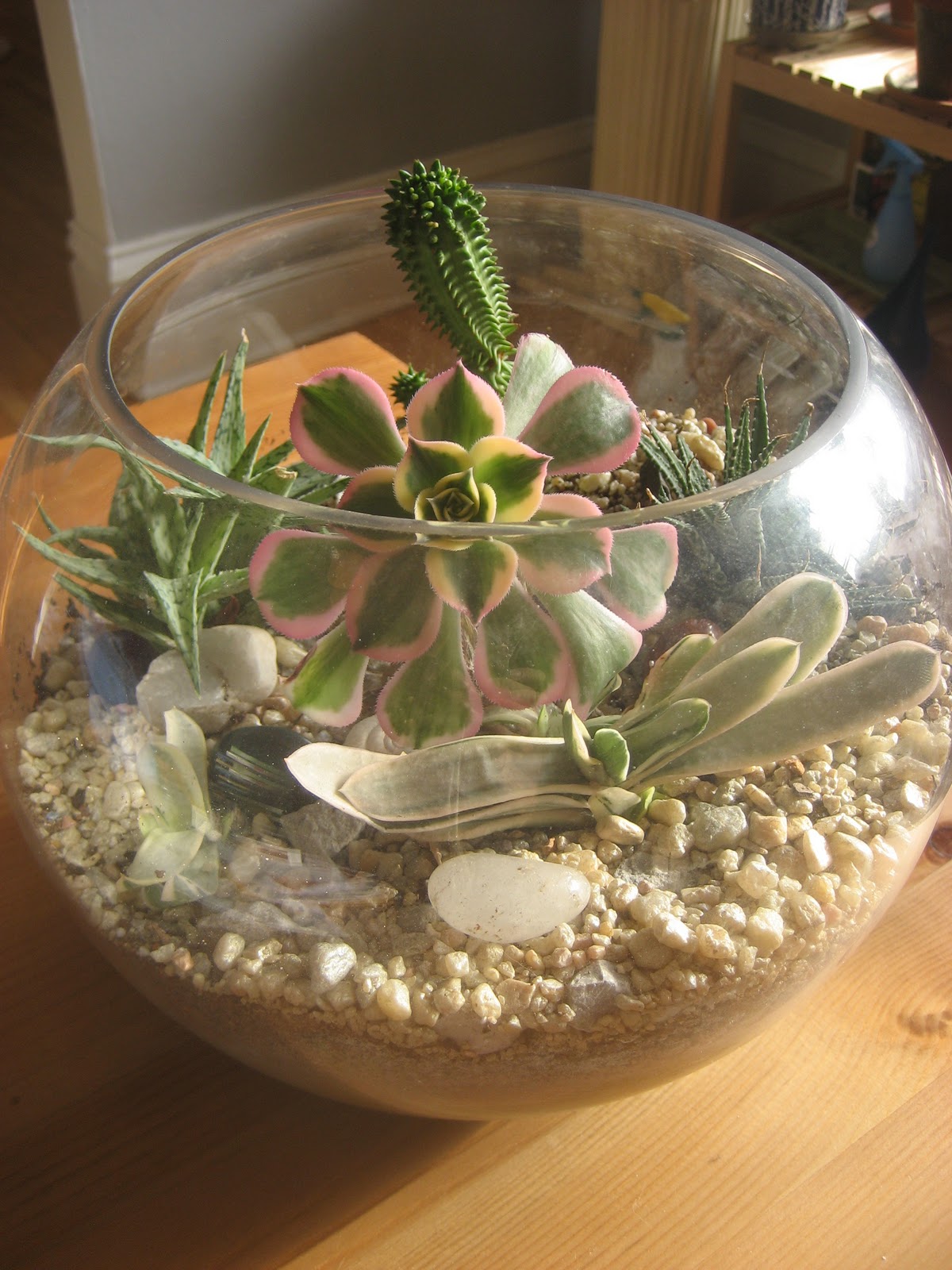 Chuck Does Art: DIY Succulent Terrarium