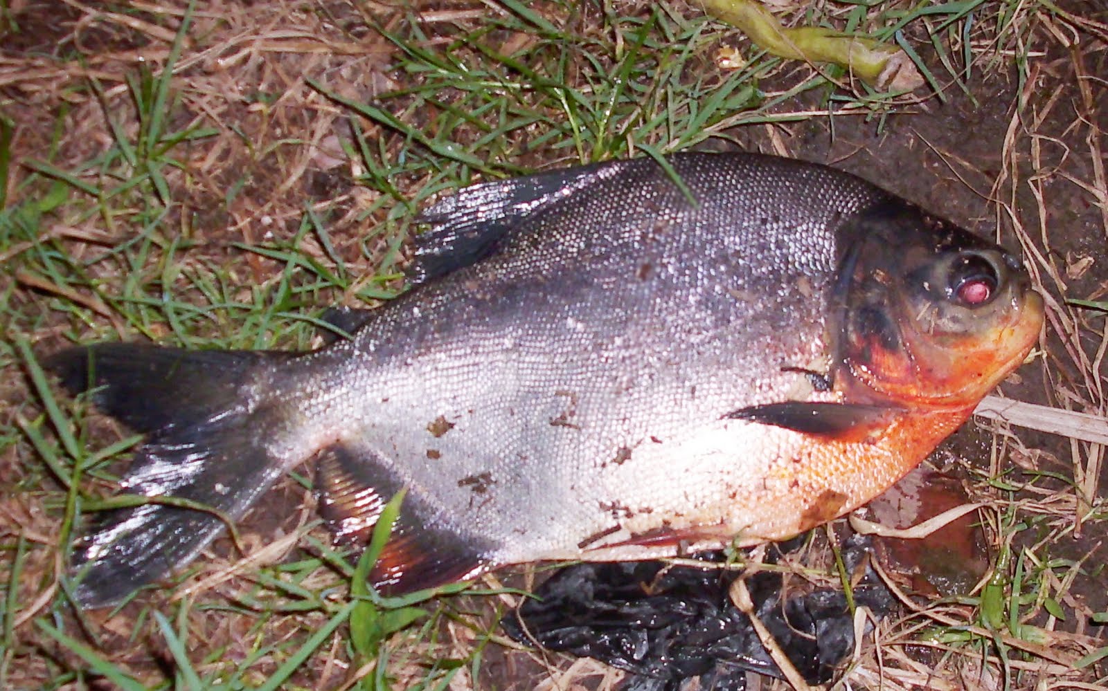 Ikan Bawal Merah