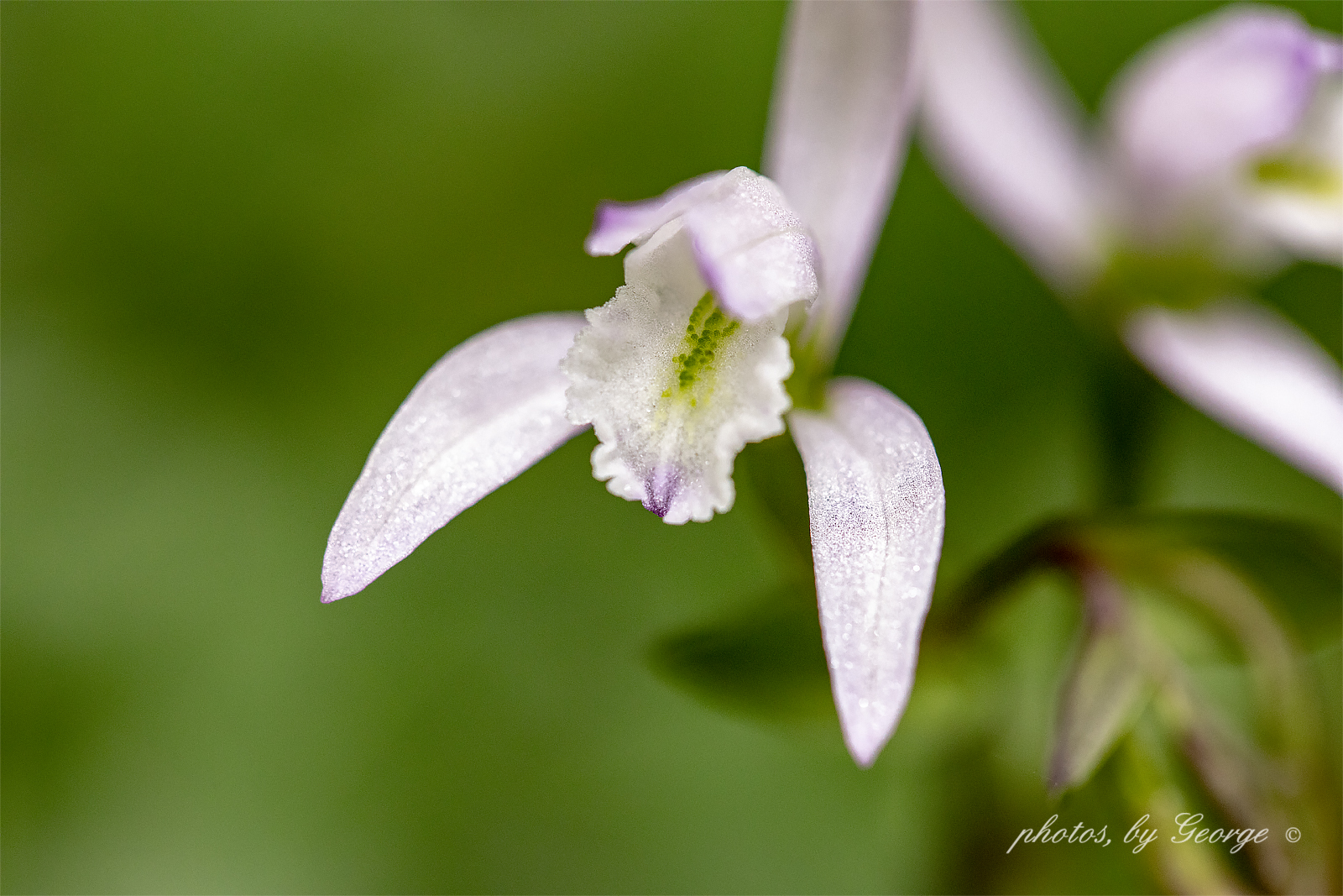 "What's Blooming Now" : Three Birds Orchid (Triphora trianthophoros)