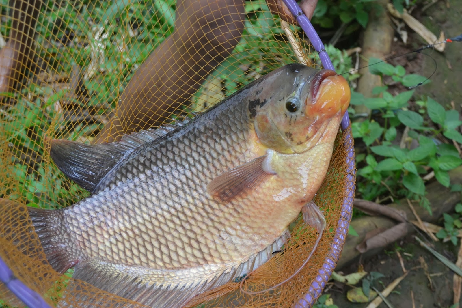 Beternak Ikan Gurame - RajaGurame.com: Jual Bibit Gurame Mutu Terbaik