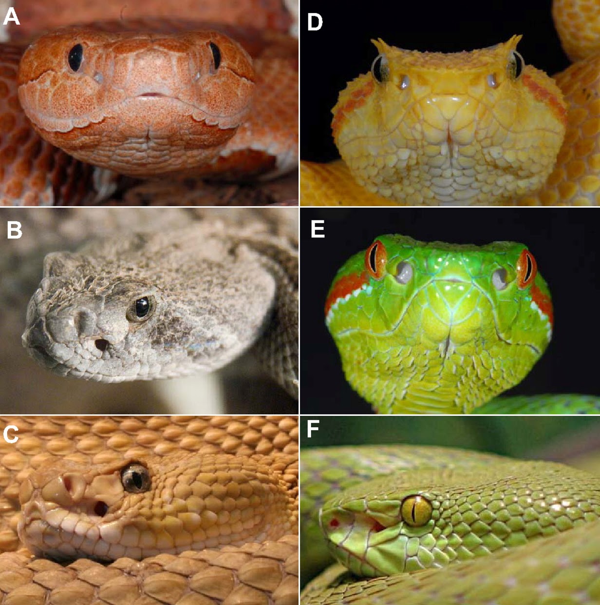 Species New to Science: [Herpetology • 2012] Analytical methods for the ...