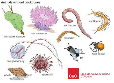 GRAĐANSKI KRUG: Biologija za VI razred osnovne škole