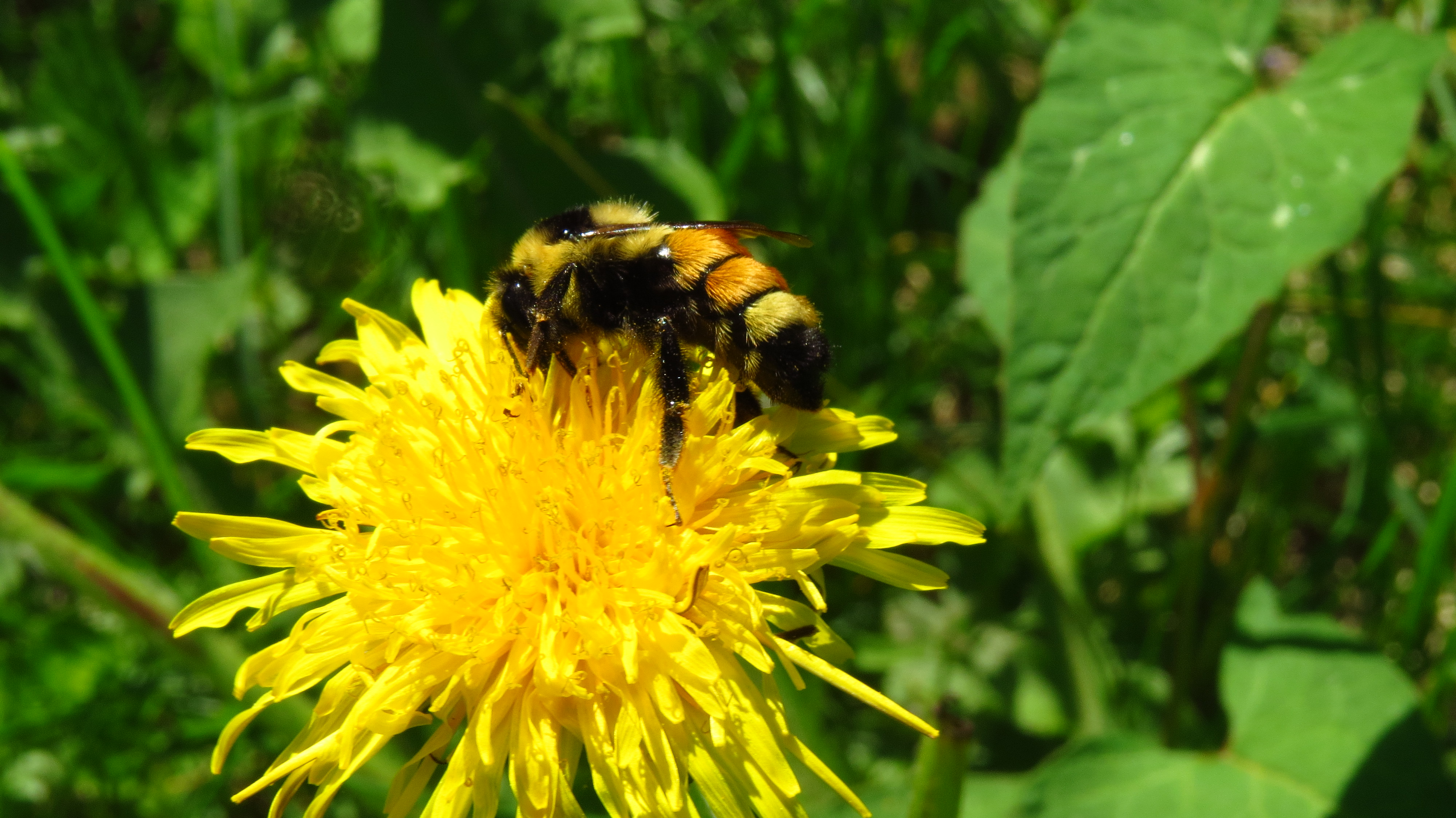 Jericho, Vermont Photos: Jericho, Vermont has cool bugs!