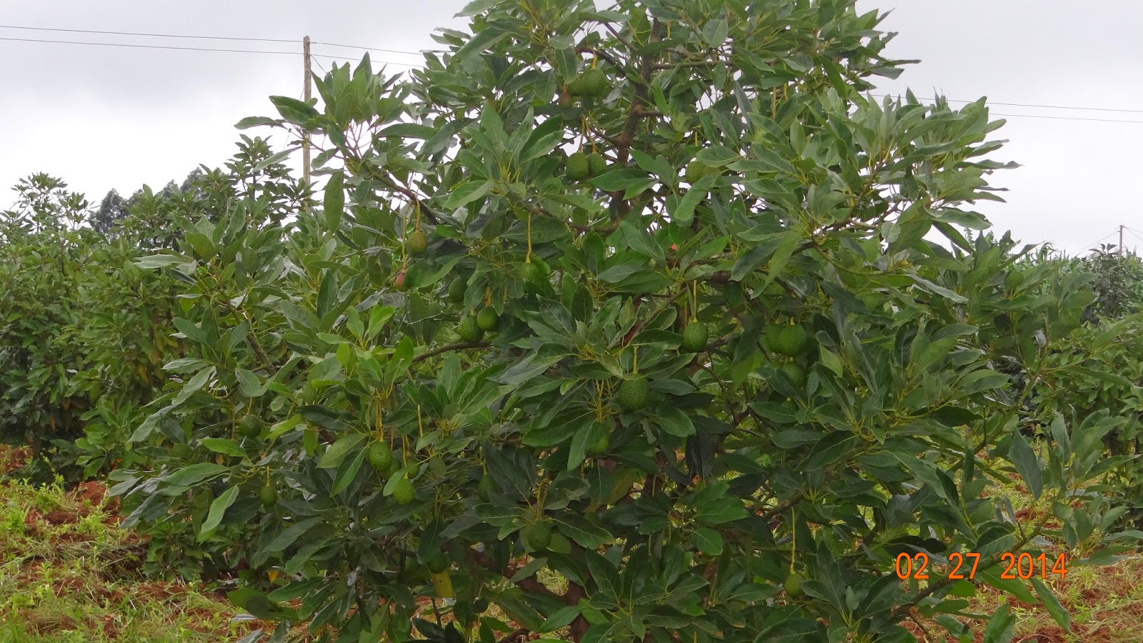 MATUKIO NA NGILANGWA MICHAEL:: ZAIDI YA MITI 500 YA MATUNDA ITAPANDWA ...