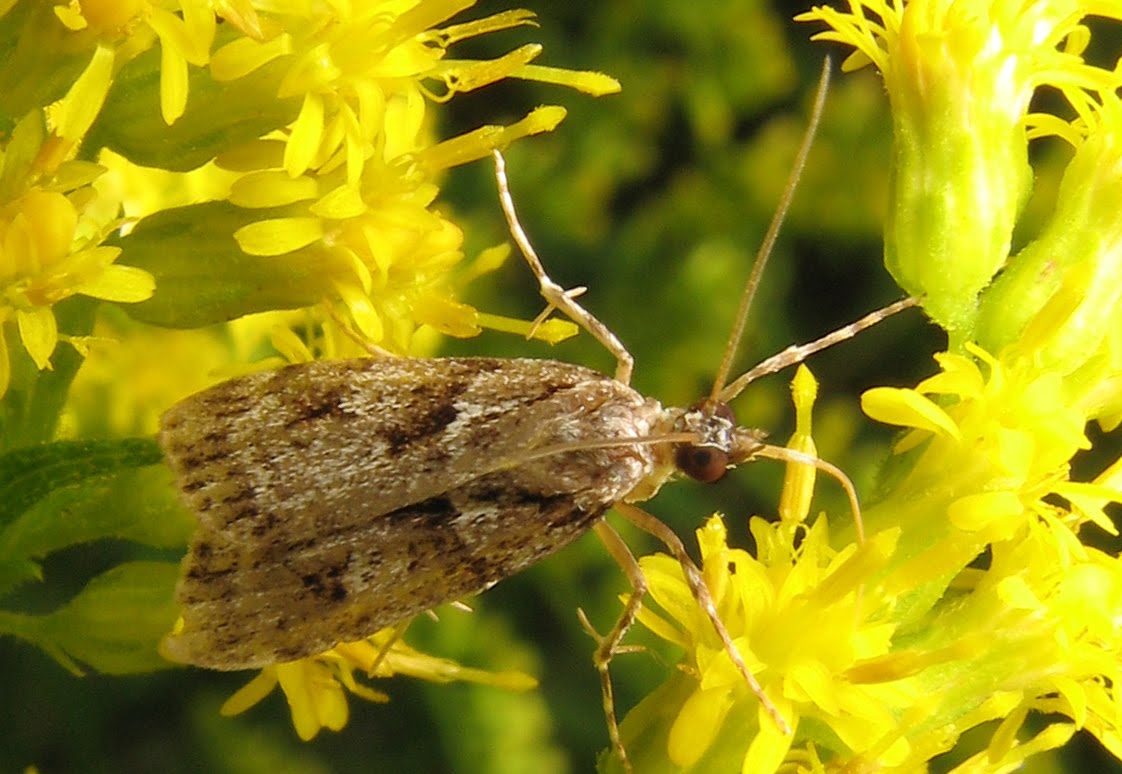 Pollinators: Crambid Snout Moths. More little known pollinators
