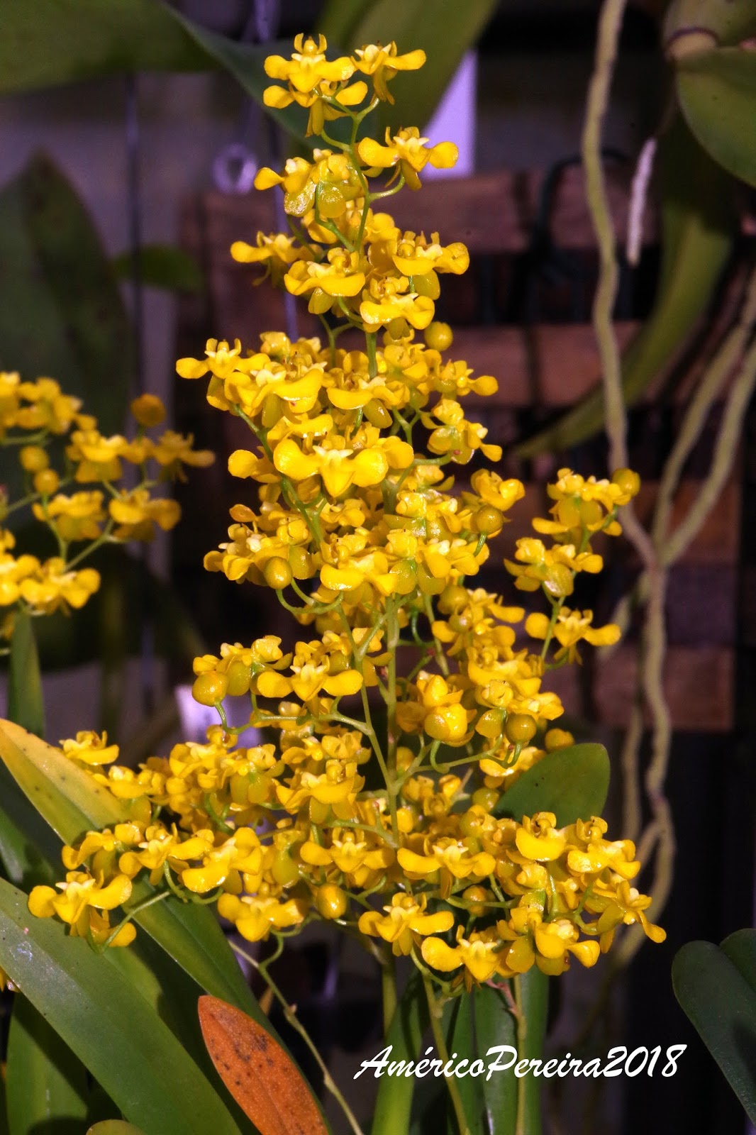 Orquídeas soltas: Oncidium cheirophorum