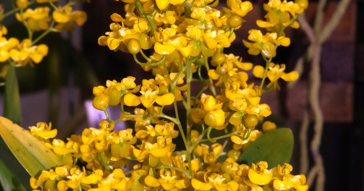 Orquídeas soltas: Oncidium cheirophorum