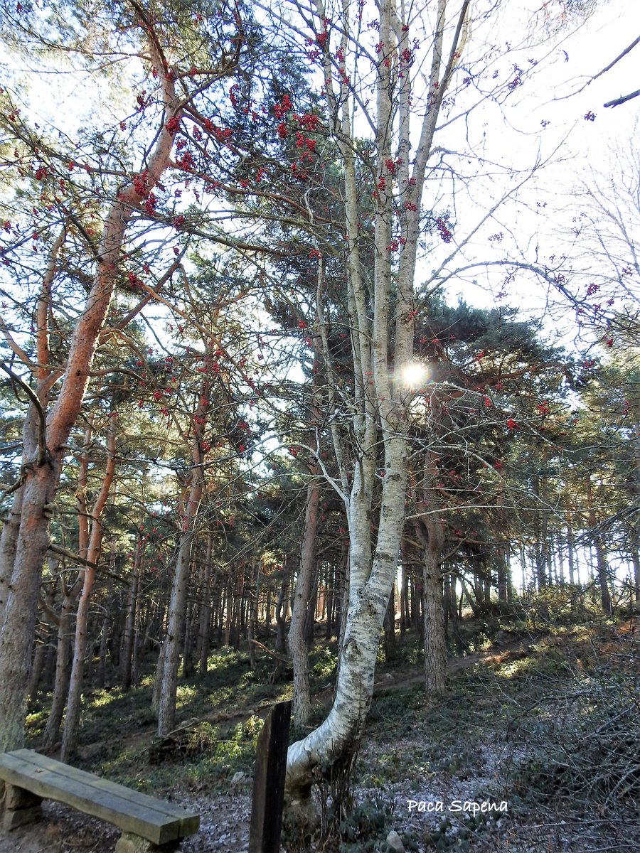 La Rioja de la A a la Z: EL SERBAL - Sorbus Aucuparia