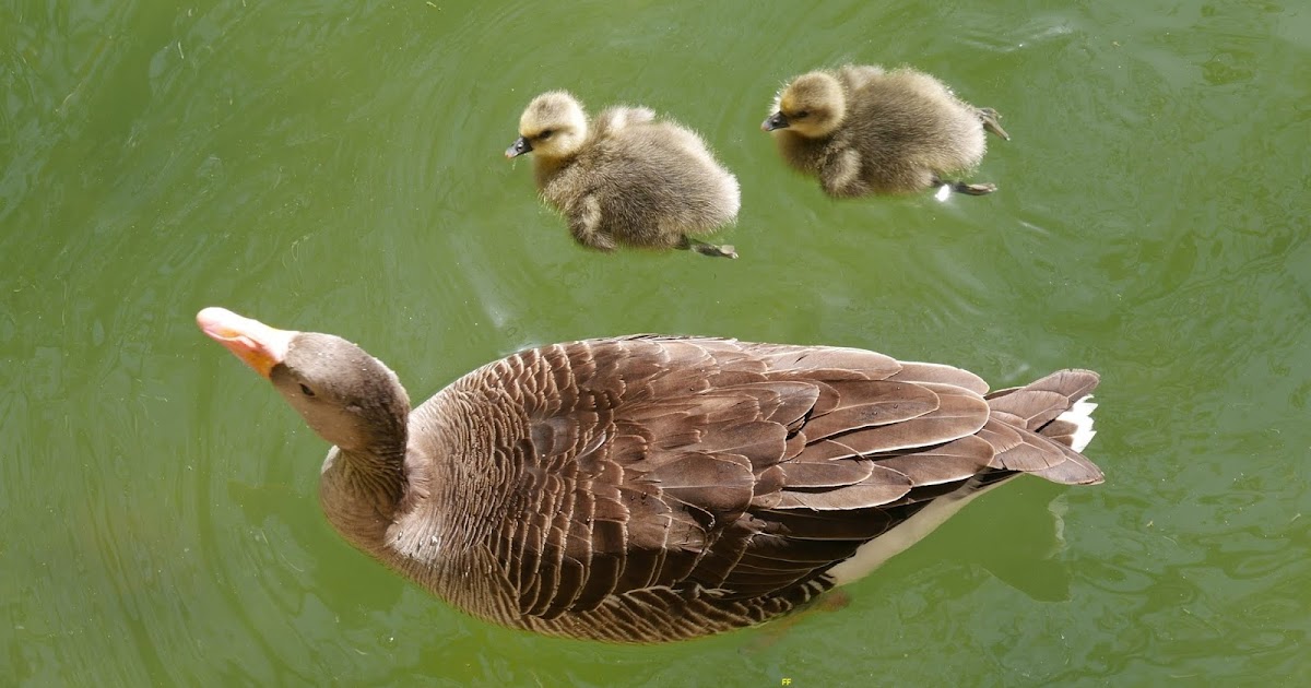 LAS AVES DEL PARC DE DIAGONAL MAR: MÁS POLLOS DE OCA EN LA CIUTADELLA