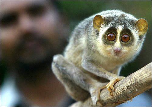 Loris | The Life of Animals