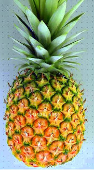 Fibonacci Sequence In Pineapples