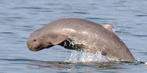 Wild Life Animal: Australian Snubfin Dolphin Extraordinary Animal