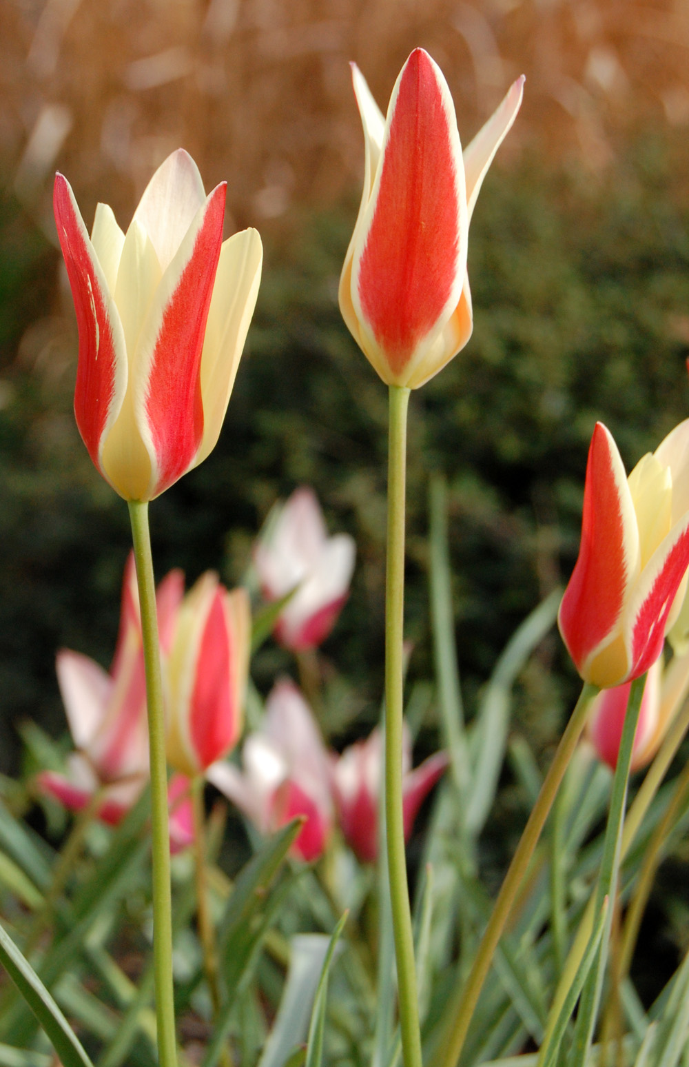 Eclectic Design Choices - Designs for Your Life: Repeating Tulips for ...