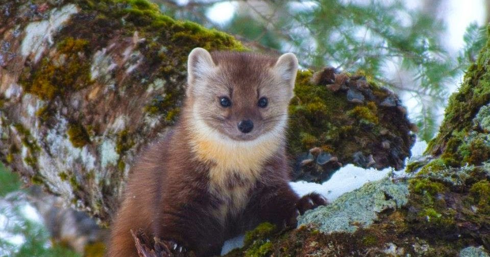 American Martens Animals | Interesting Facts & Latest Pictures | The ...