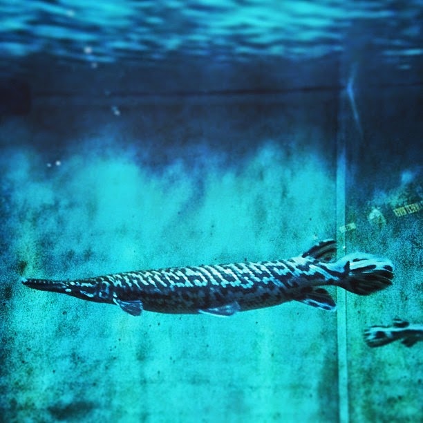 JENIS-JENIS IKAN ALIGATOR GAR ~ cesar animalsblog