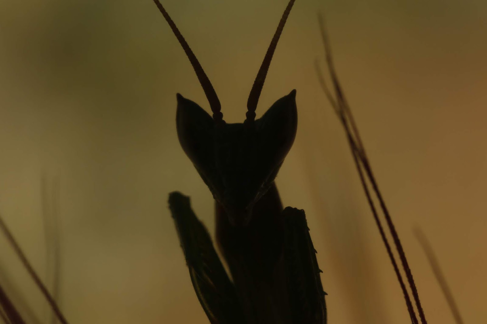 Los Ojuelos de Villarrubia de los Ojos: Nueva cita de la mantis sin ...