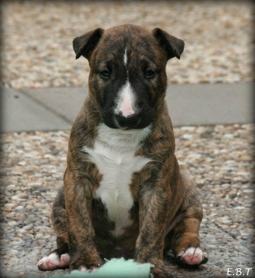 Indian Dogs Breeder: Bull Terriers