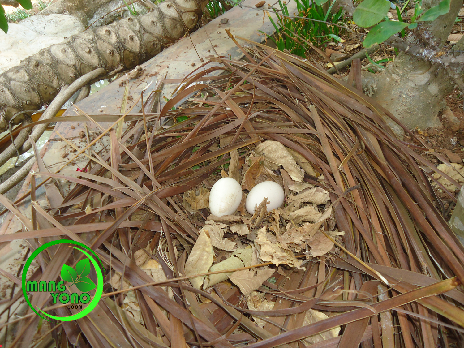 Ayam bertelur di taman depan rumah