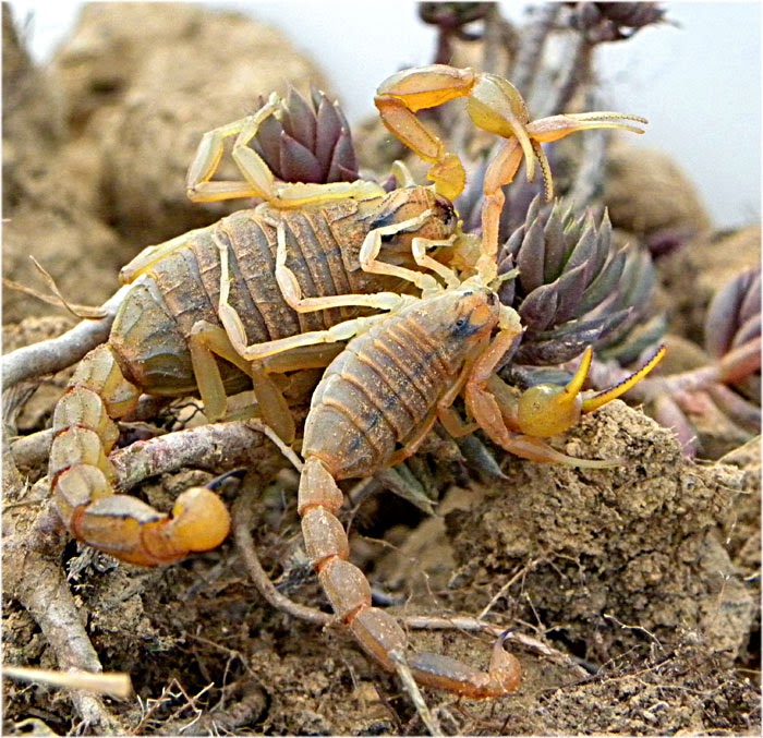 FOTO NATURA HUESCA 2: ARACRÁN - ESCORPIÓN Scorpiones Carl Ludwig Koch ...
