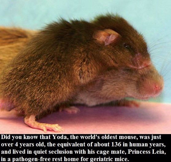 The world's oldest mouse, was just over 4 years old, the equivalent of ...