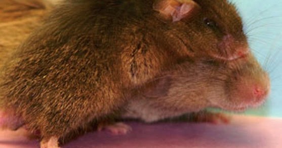 The world's oldest mouse, was just over 4 years old, the equivalent of ...