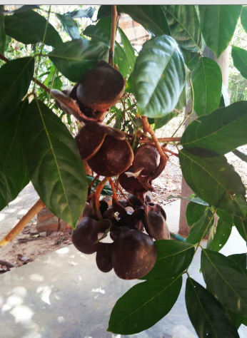 namakucella: ULAM PUCUK GENUAK a.k.a KERDAS