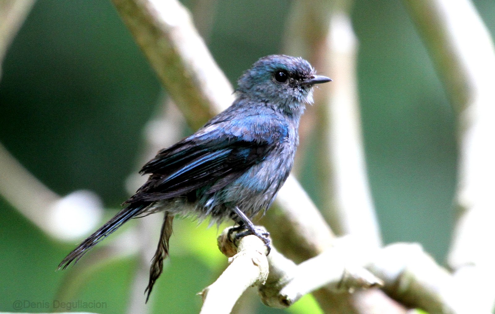 Denis Degullacion | Birding | Digiscoping | Photography |: Verditer
