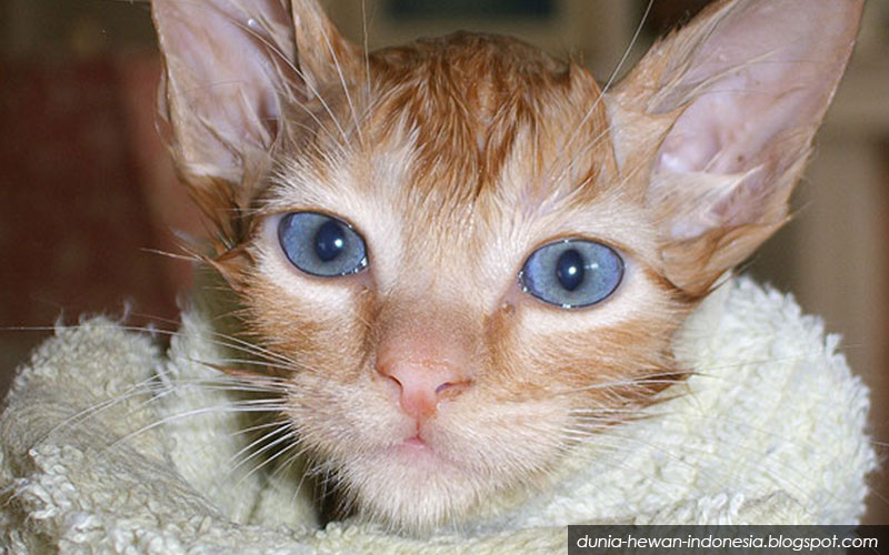 Punya Anak Kucing di Rumah? Seperti Tutorial Memandikannya