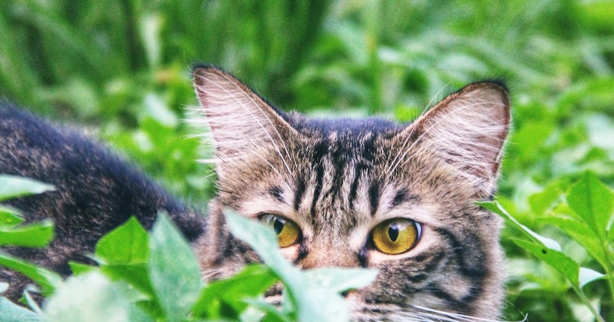 20 Koleksi Gambar Kucing Comel Bernama Tambi