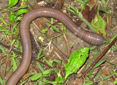 KINGDOM ANIMALIA: August 2016