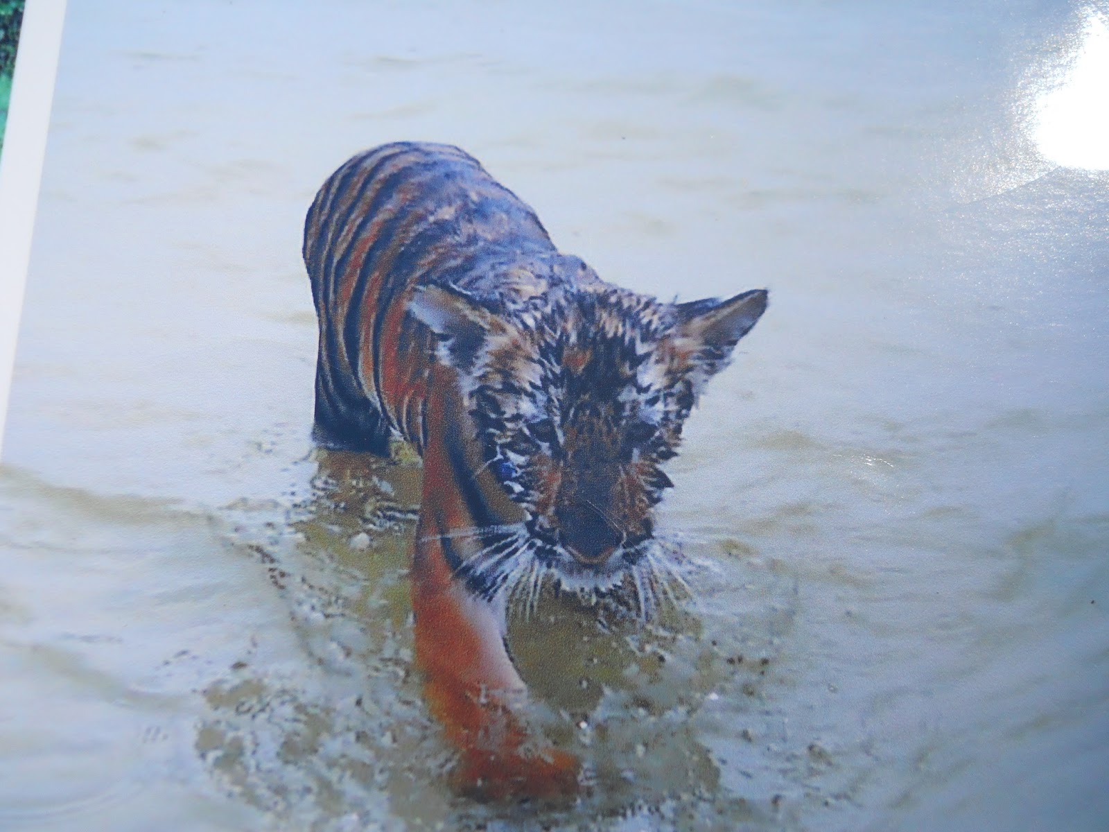 The Family: And then there were the Manatees and the Tigers...