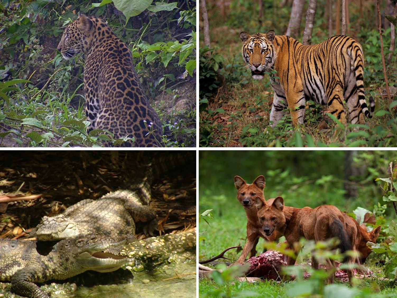 Tiger predators and threats - pokbikes