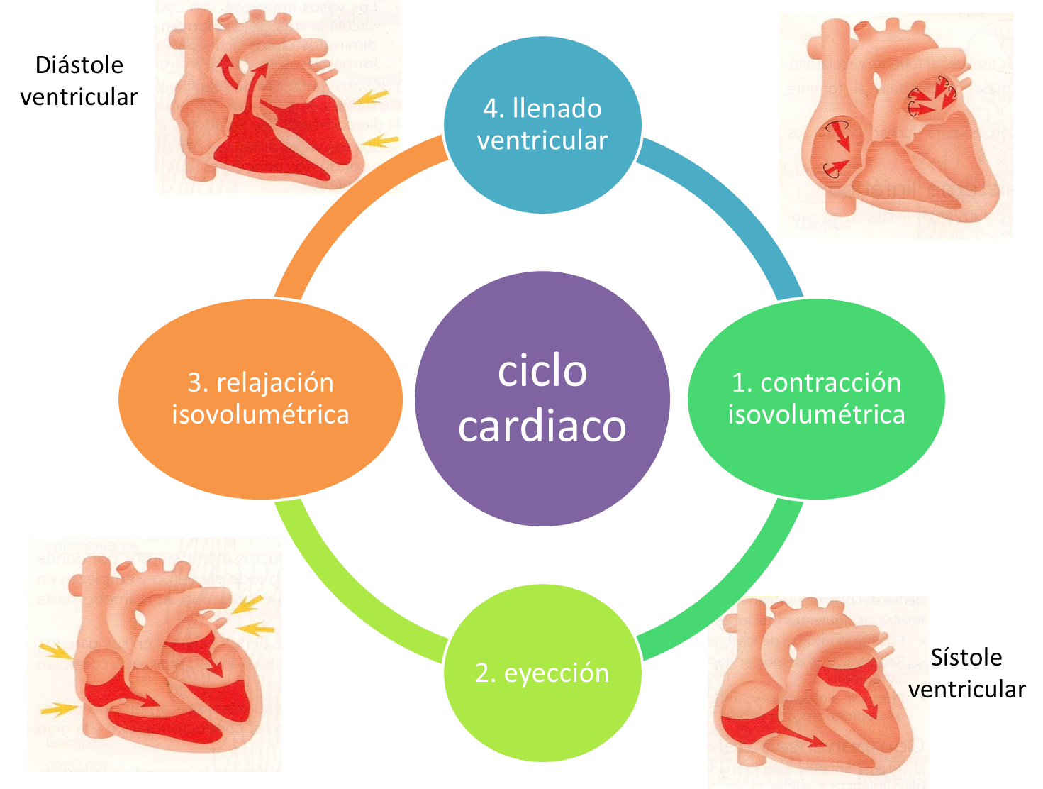 Blog de Fisiología: Ciclo Cardiaco