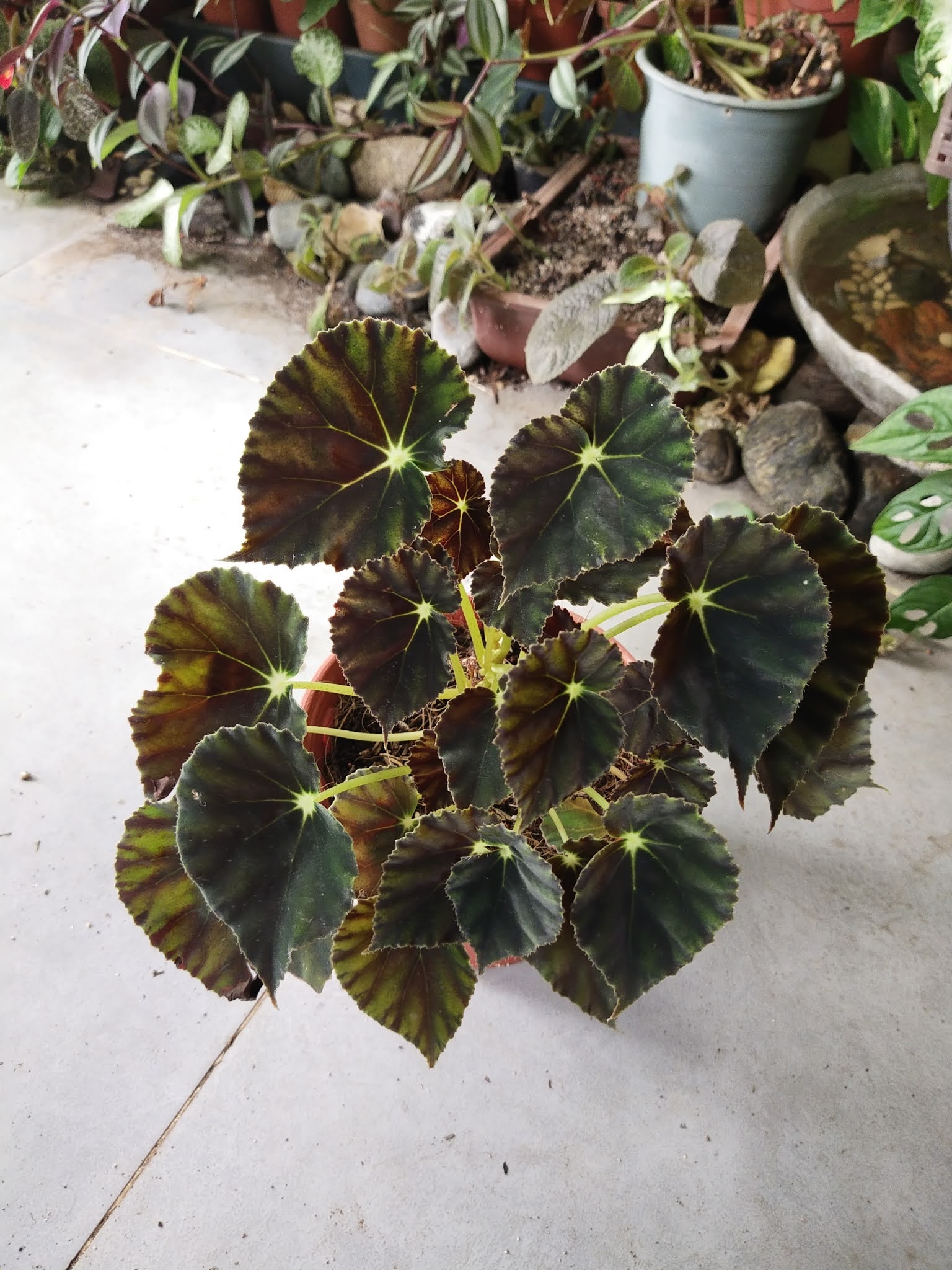 Garden Chronicles of James David: Begonia - mazae f nigricans (Updated ...