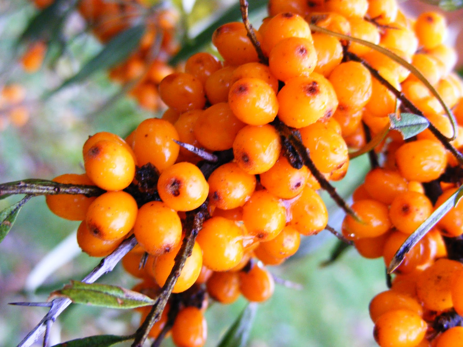 Orice,de oriunde......: Uleiul de Catina in Fitoterapie