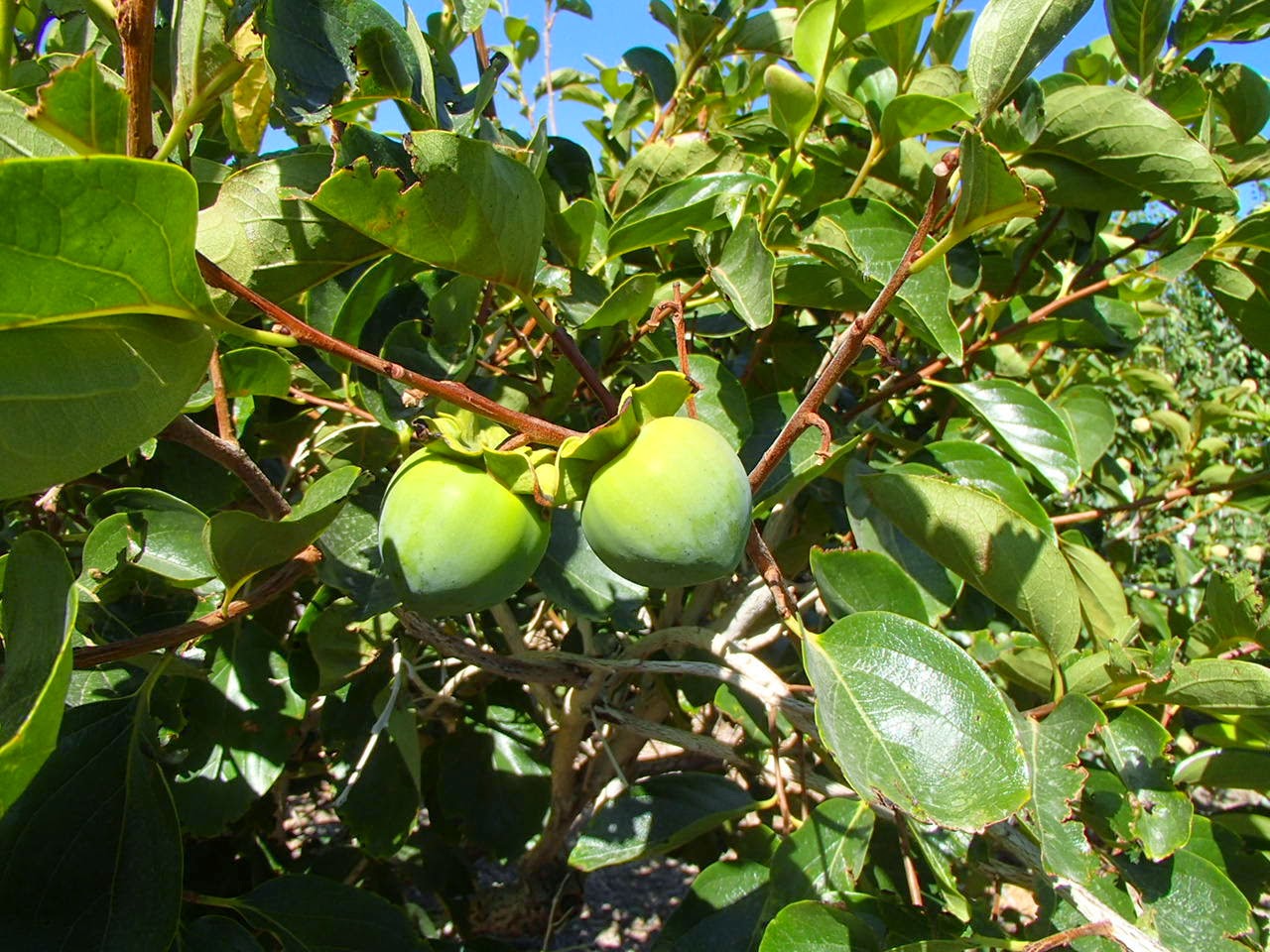 Xtremehorticulture of the Desert: Persimmons Will Grow in the Mojave Desert