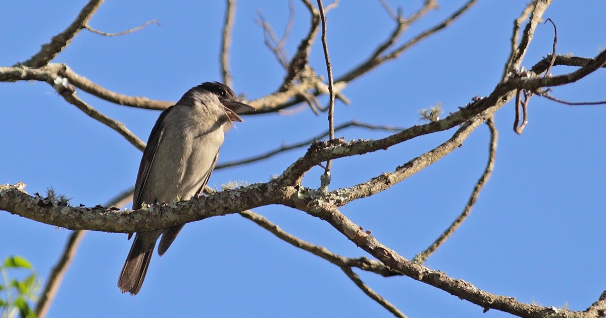 mis fotos de aves: Pachyramphus validus Anambé Grande Crested Becard
